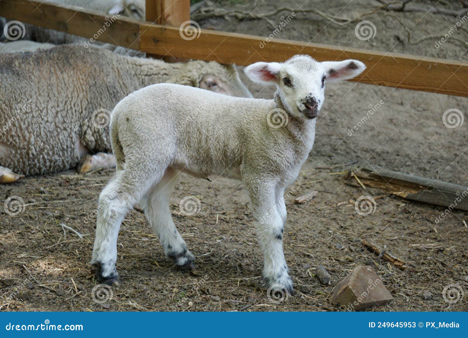 Young White Sheep, Lamb - Side View Stock Image - Image of lamb, ground ...
