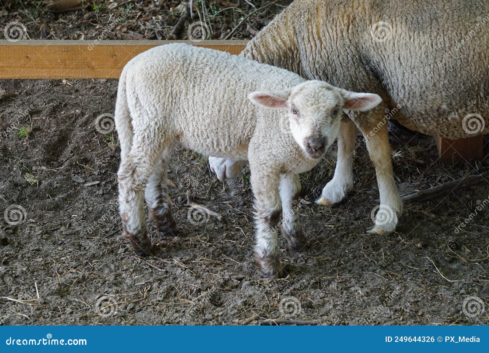 Young White Sheep, Lamp - Side View Stock Photo - Image of standing ...