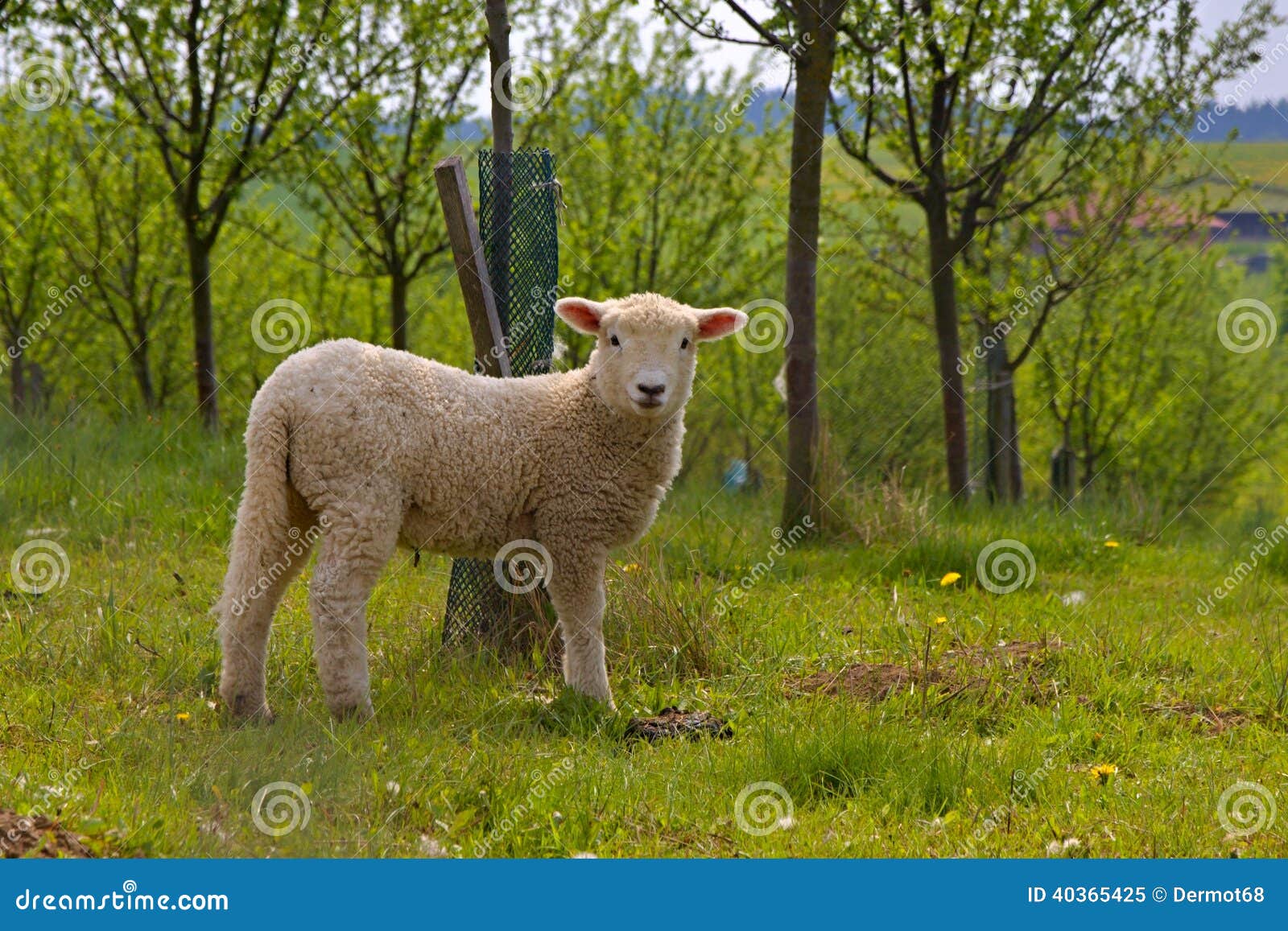 Young white sheep stock image. Image of look, background - 40365425