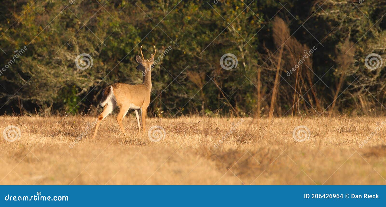 Young White Tailed Deer Buck with Small Rack Standing in Open Meadow in ...