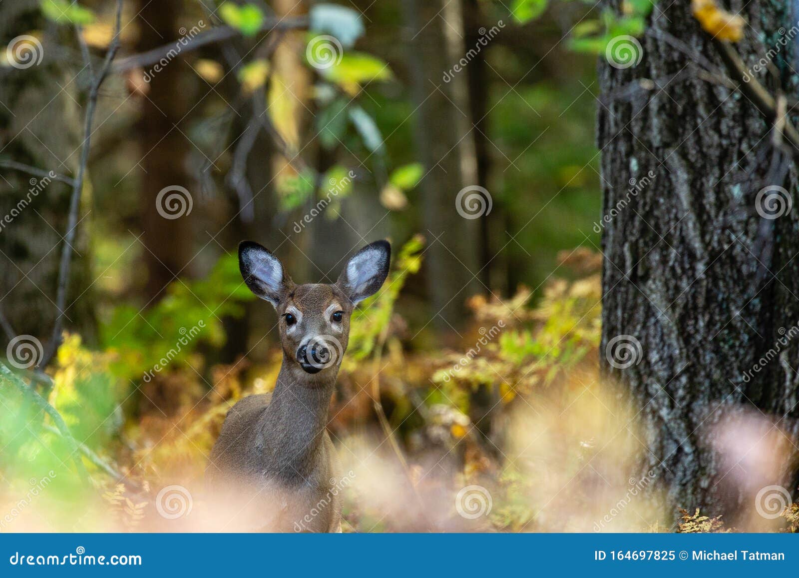 Young White-tailed Deer Looking Very Cautious and Alert Stock Image ...