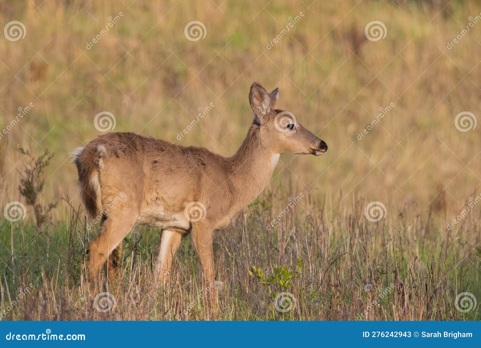 Young White Tailed Deer in Meadow Stock Image - Image of meadow, animal ...