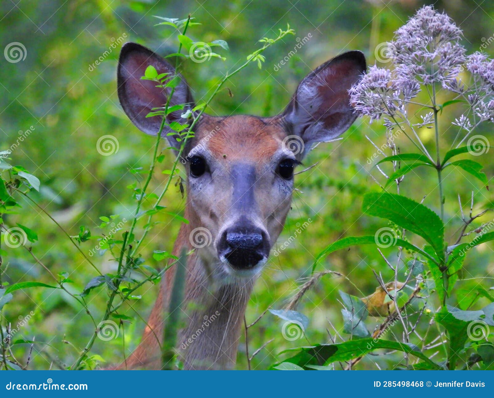 Young White-Tailed Deer on the Prairie Stock Photo - Image of deer ...