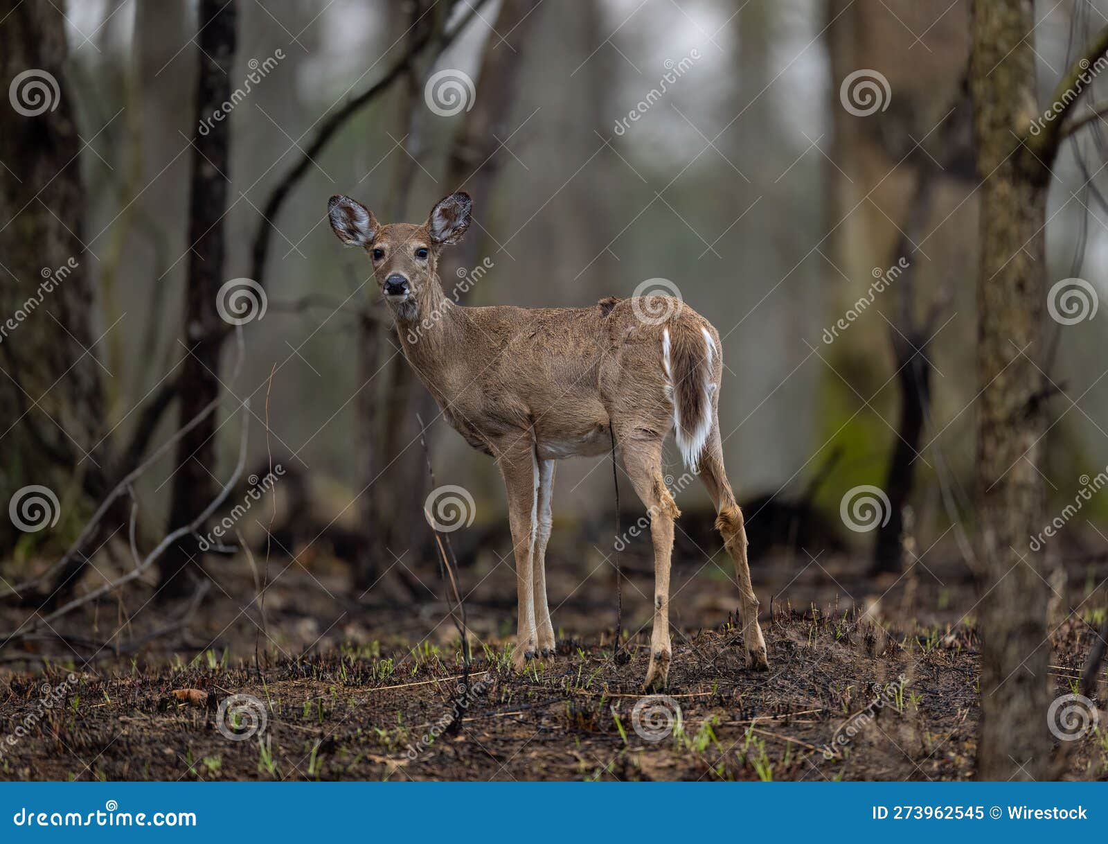 Young White-tailed Deer Standing in a Tranquil Forest Setting ...
