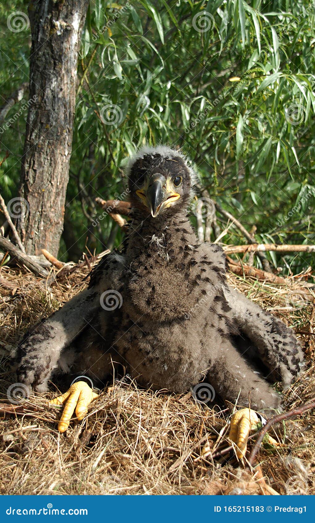 Young White-tailed Eagle Chicks in the Nest Stock Image - Image of eagle, nature: 165215183