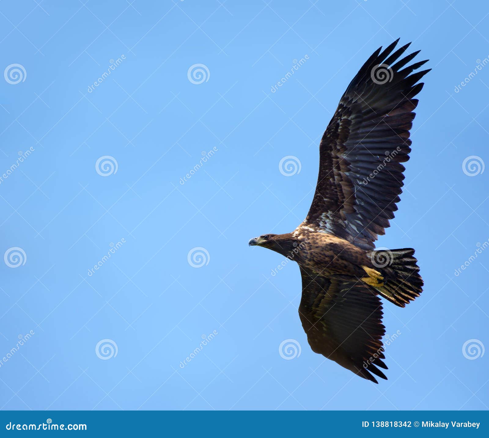 Young White-tailed Eagle Fast Flying in Blue Sky Stock Photo - Image of ...