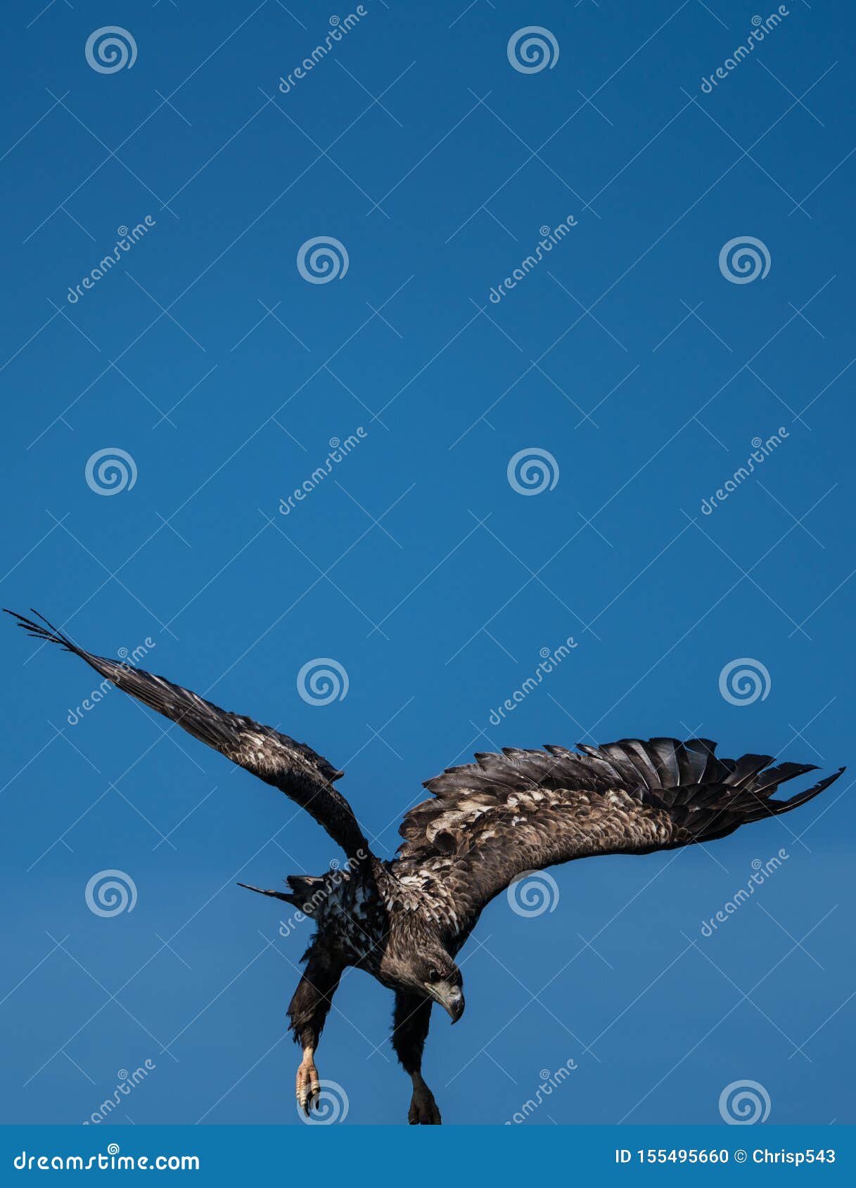 Young White Tailed Sea Eagle Haliaeetus Albicilla Stooping Down Stock ...
