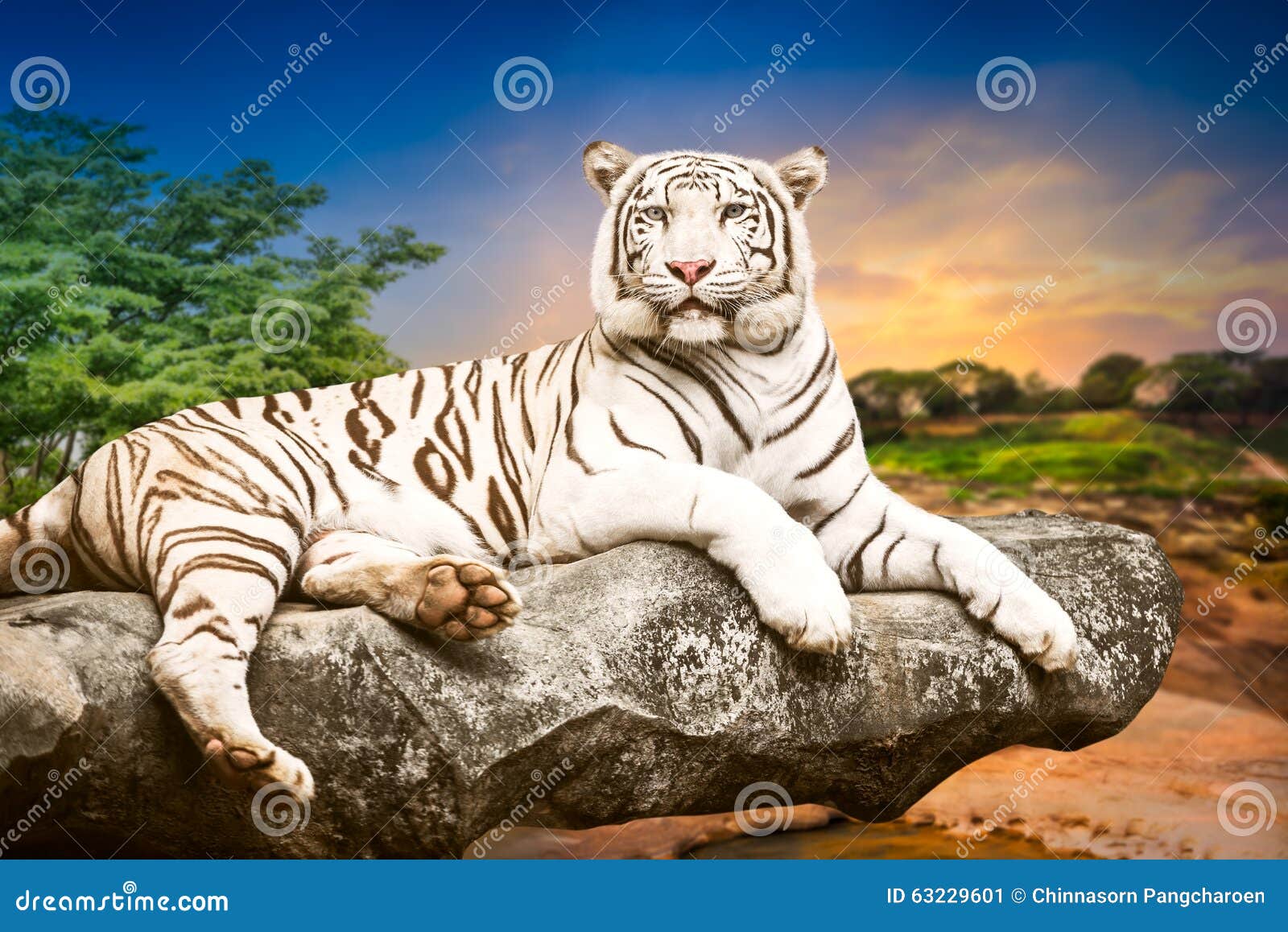 110 Tiger Act Stock Photos - Free & Royalty-Free Stock Photos from ...