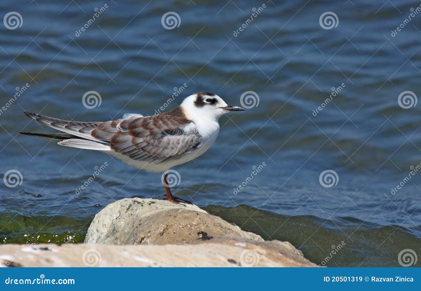 Young white winged tern stock image. Image of blue, leucopterus - 20501319