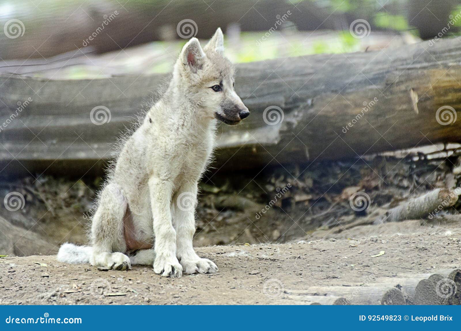 Young white wolf stock image. Image of wild, wolf, wildlife - 92549823
