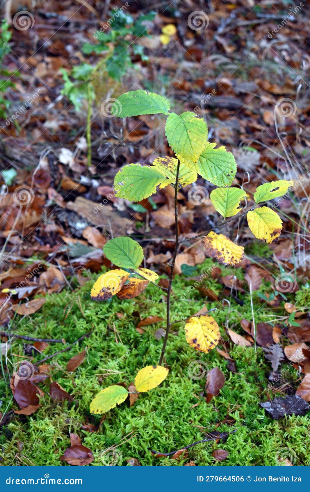 A Young Whitebeam (Sorbus Aria) Plant Grows in a Beech Forest Stock ...