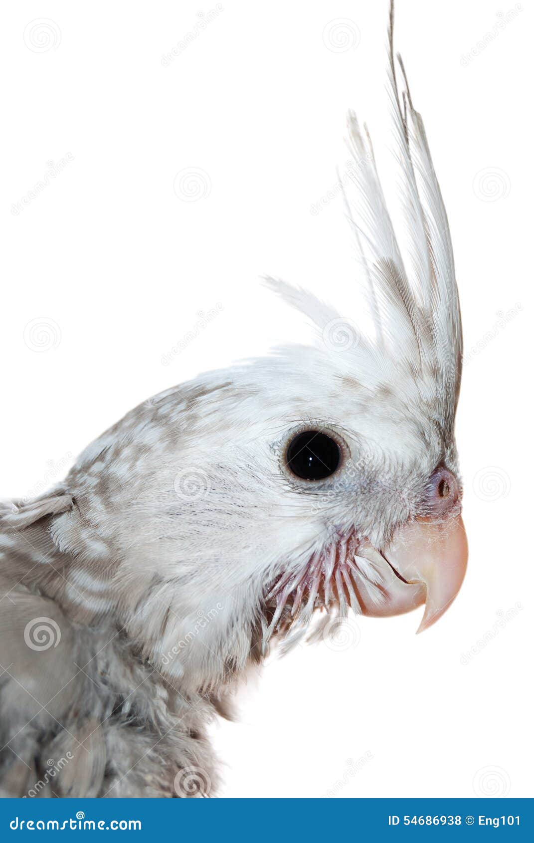 Young Whiteface Cockatiel Head Close-up Stock Photo - Image of immature ...