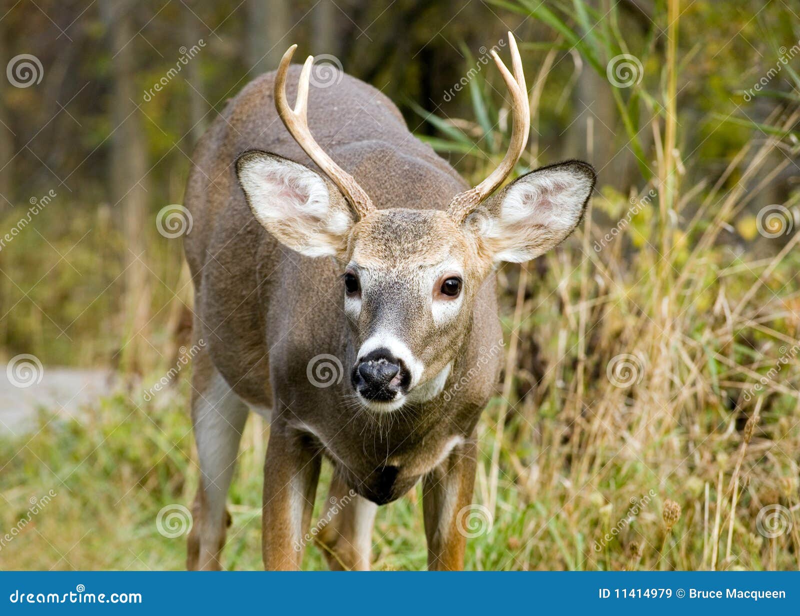 Young Whitetail Buck Royalty Free Stock Images - Image: 11414979