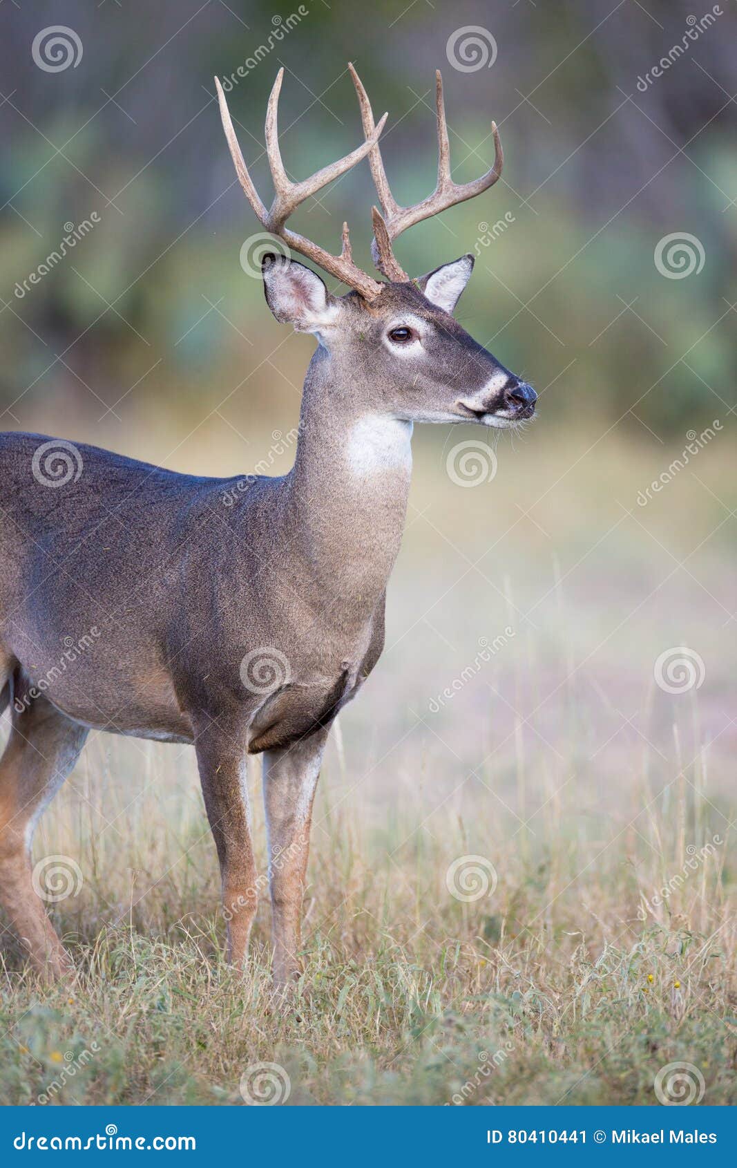 Young whitetail buck stock image. Image of hunt, huge - 80410441