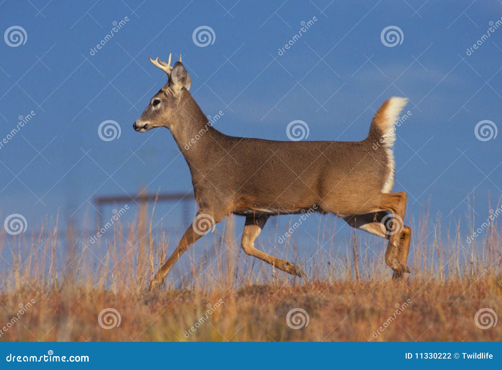 Young Whitetail Buck Running Stock Photo - Image of wildlife, deer ...