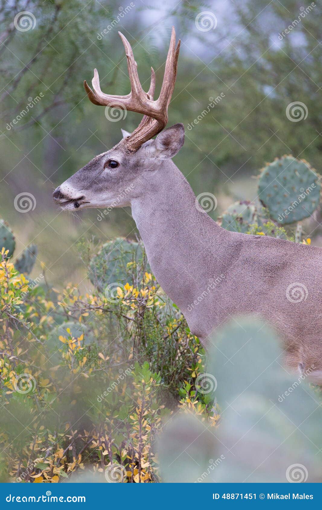 Young Whitetail Buck Standing in Cactus Stock Image - Image of deer ...