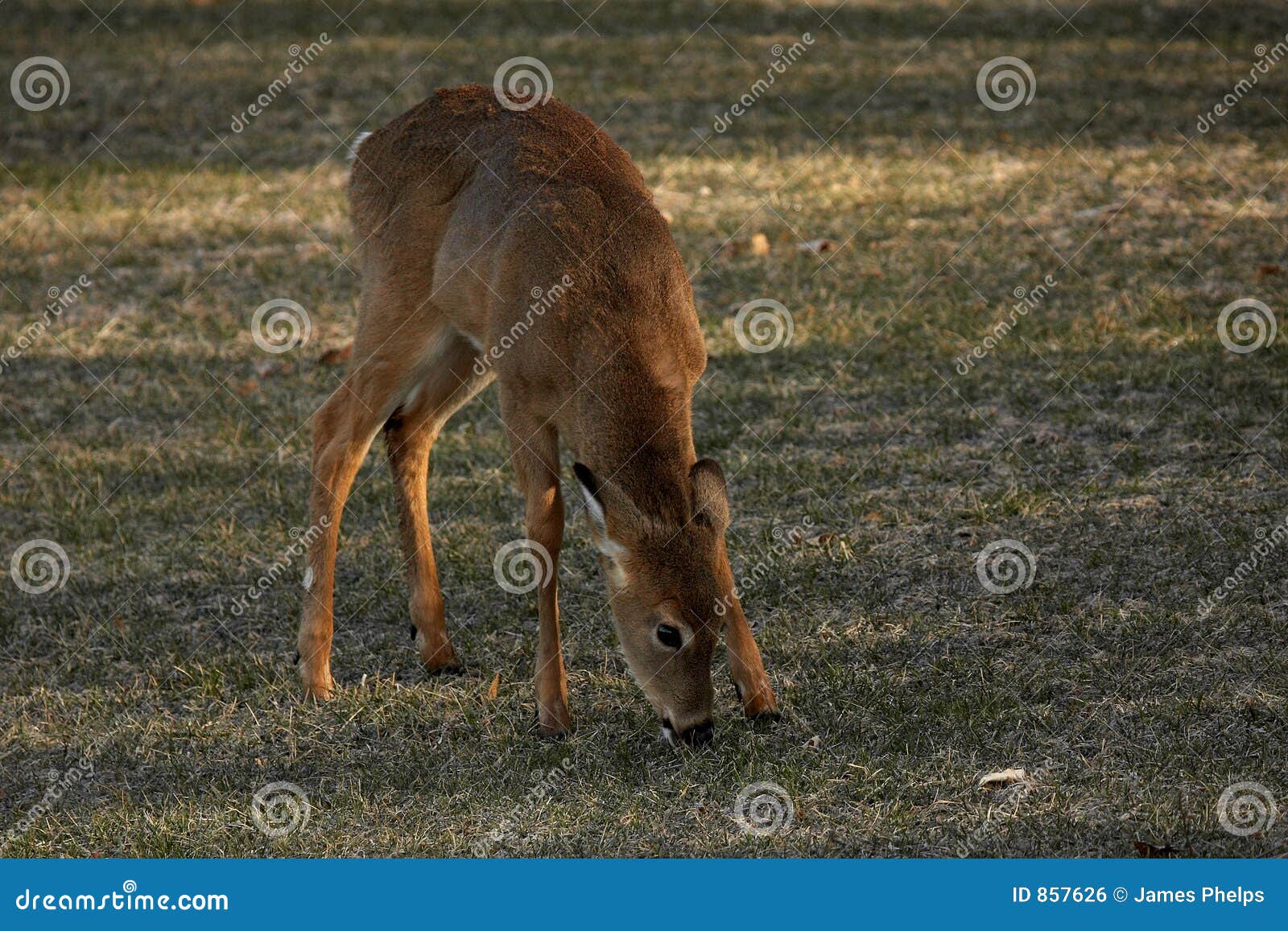 Young Whitetail Deer Eating Stock Photo - Image of antlers, buck: 857626