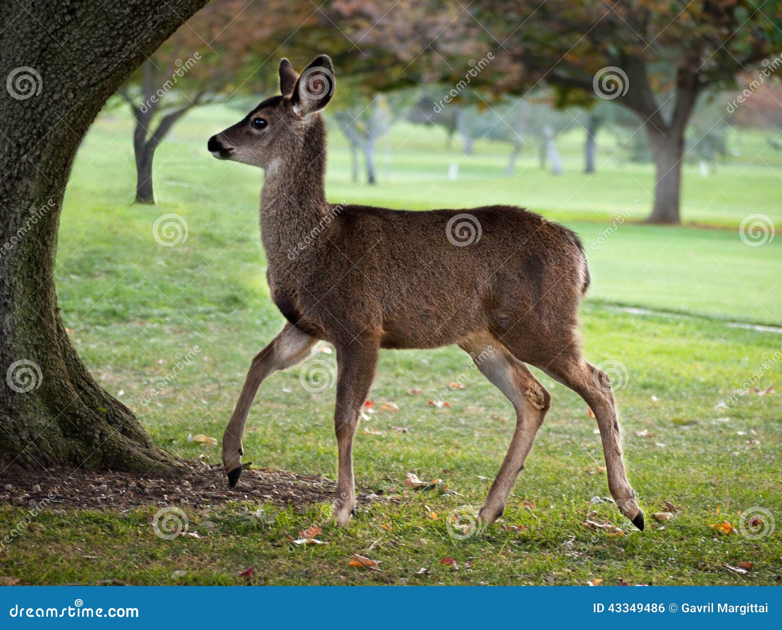 Young Whitetail doe stock photo. Image of golf, large - 43349486