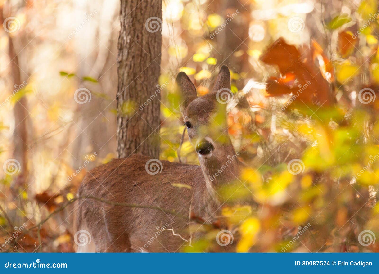 Young Whitetailed Deer Doe stock photo. Image of brown - 80087524