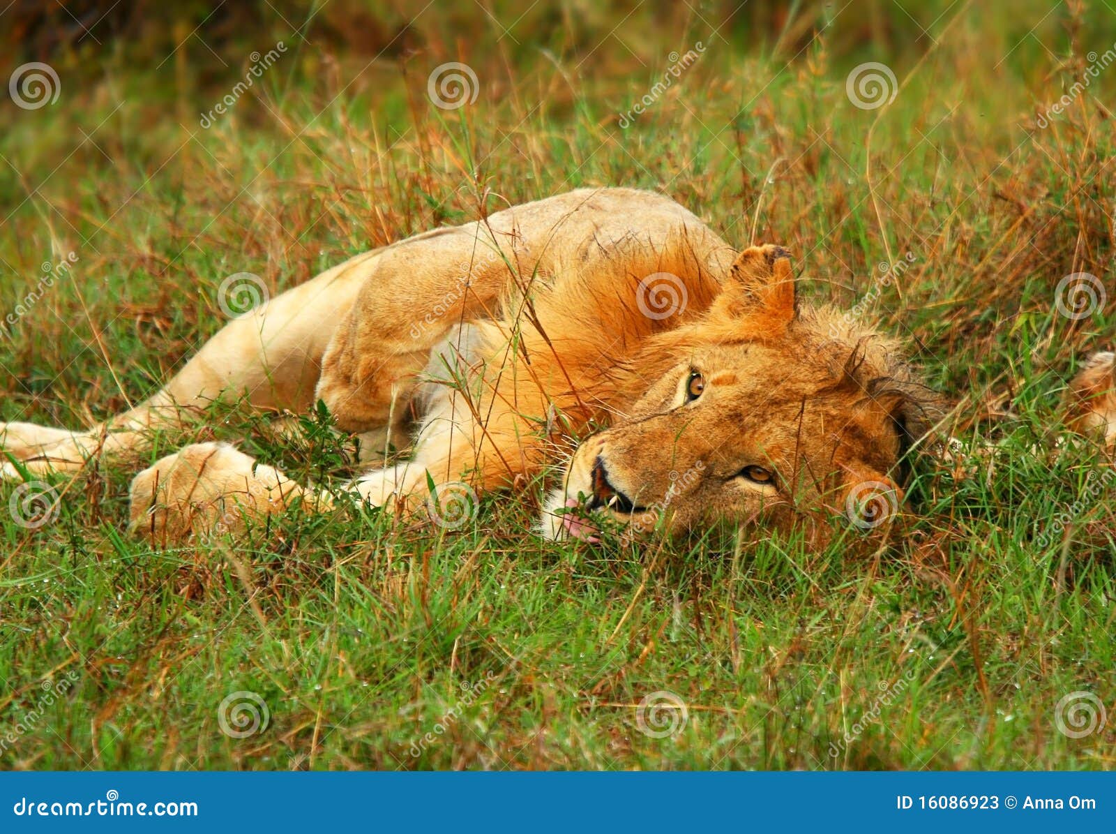 Young Wild African Lion Playing Stock Image - Image of play, panther ...