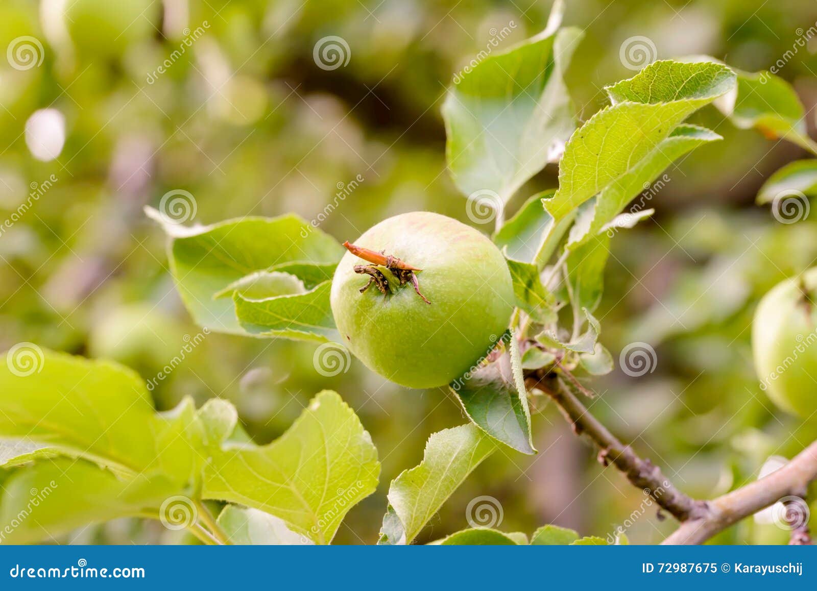 Young Wild Apple in Spring stock image. Image of healthy - 72987675