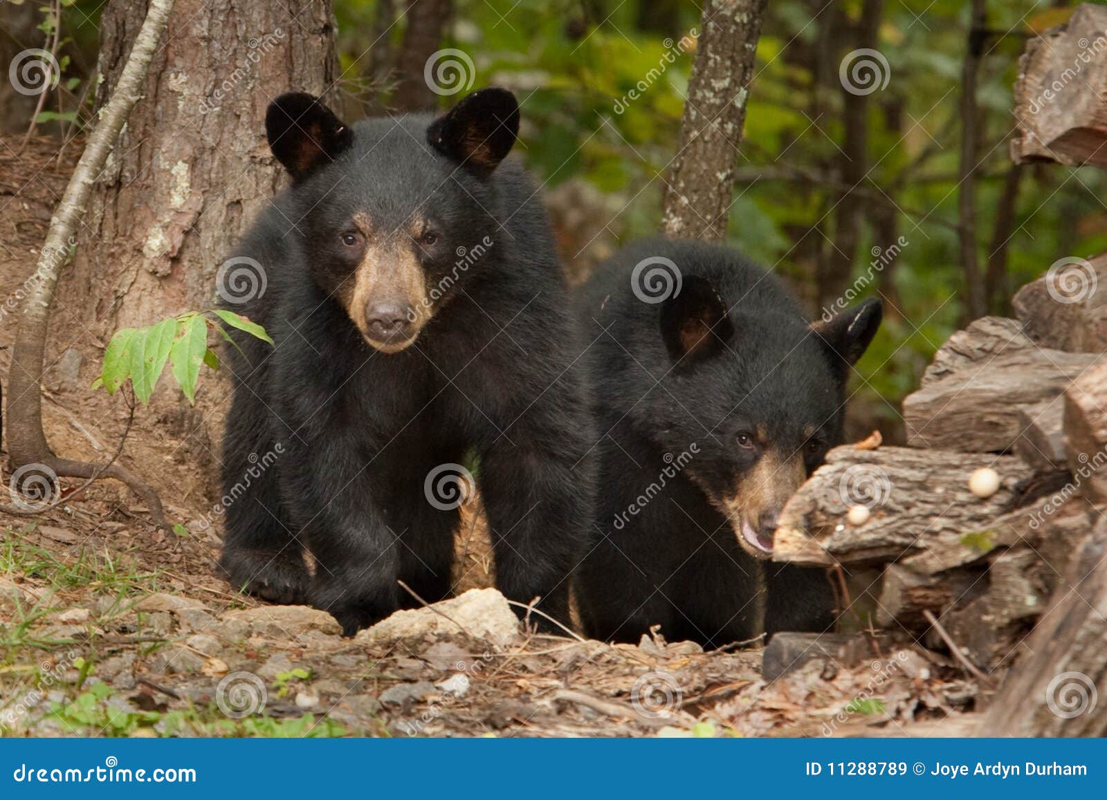 Young wild bears stock image. Image of claw, mammal, forest - 11288789