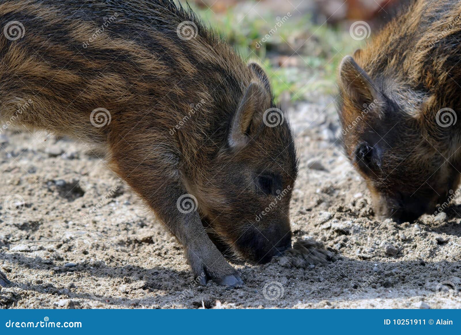 Young Wild Boar stock image. Image of boar, animal, mammal - 10251911