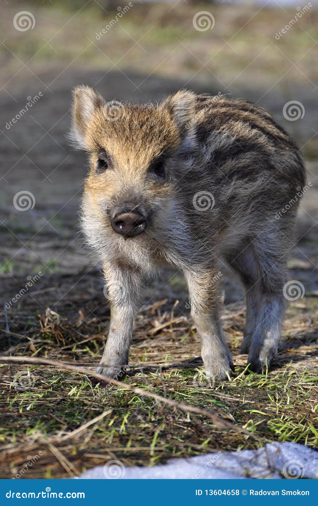 Young wild boar stock photo. Image of baby, leaves, omnivores - 13604658