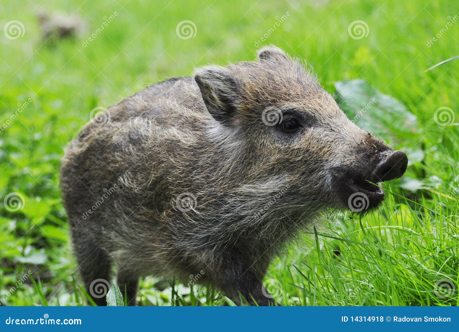 Young wild boar stock photo. Image of leaves, natural - 14314918