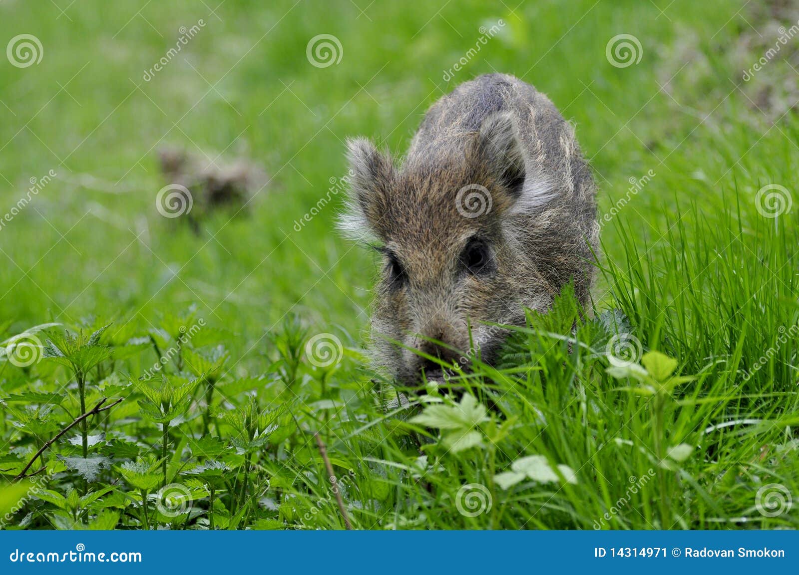 Young wild boar stock image. Image of wildlife, piglet - 14314971