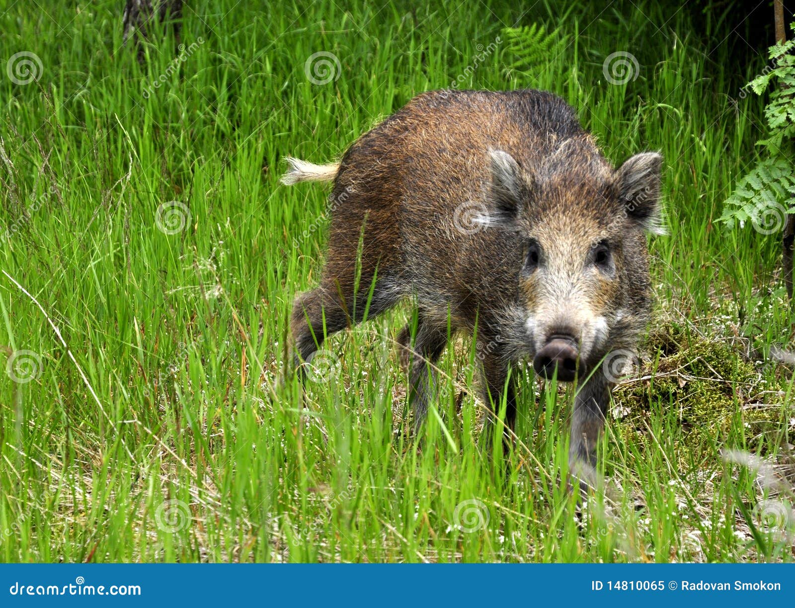 Young wild boar stock image. Image of mammal, green, farrow - 14810065
