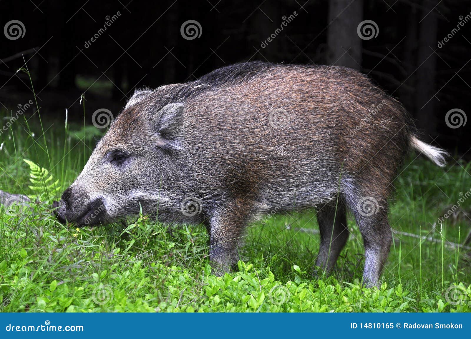 Young wild boar stock image. Image of piglet, feral, fall - 14810165