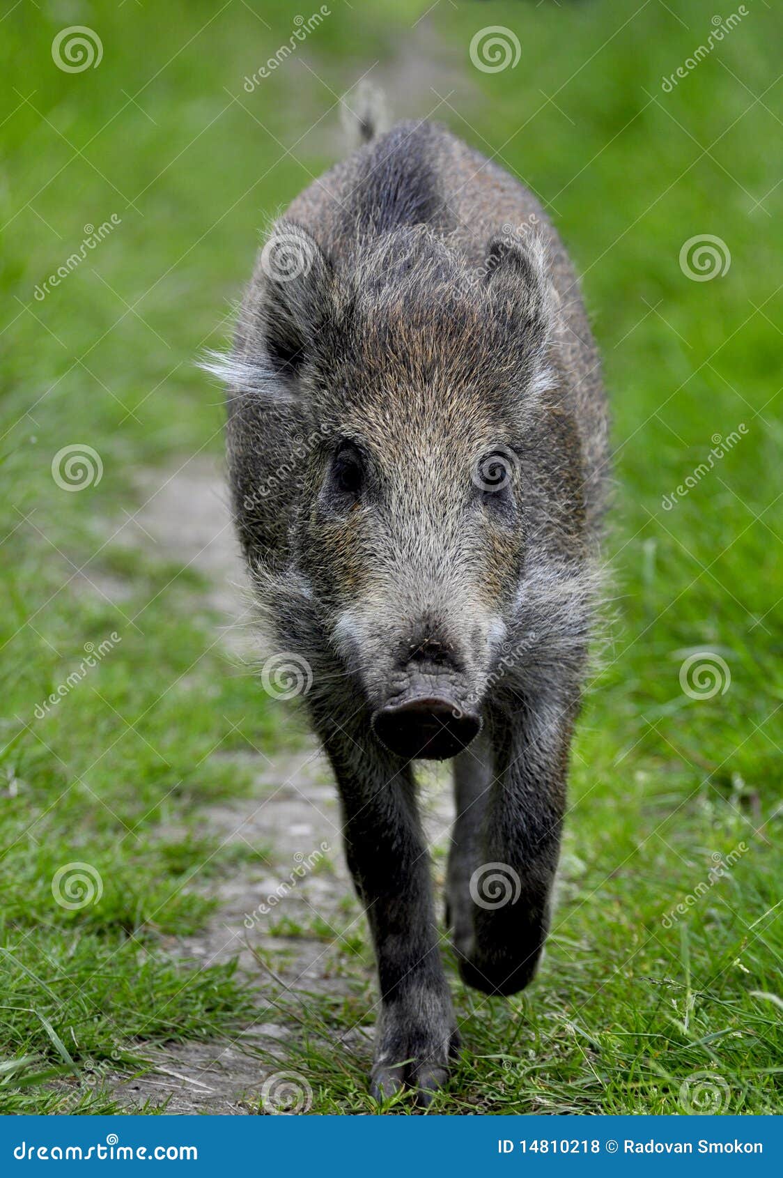 Young wild boar stock photo. Image of green, piglet, pork - 14810218