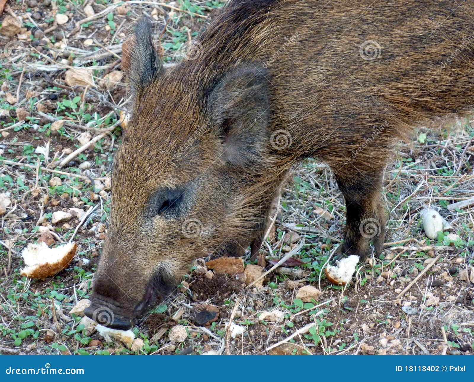 Young wild boar stock photo. Image of outdoor, forest - 18118402