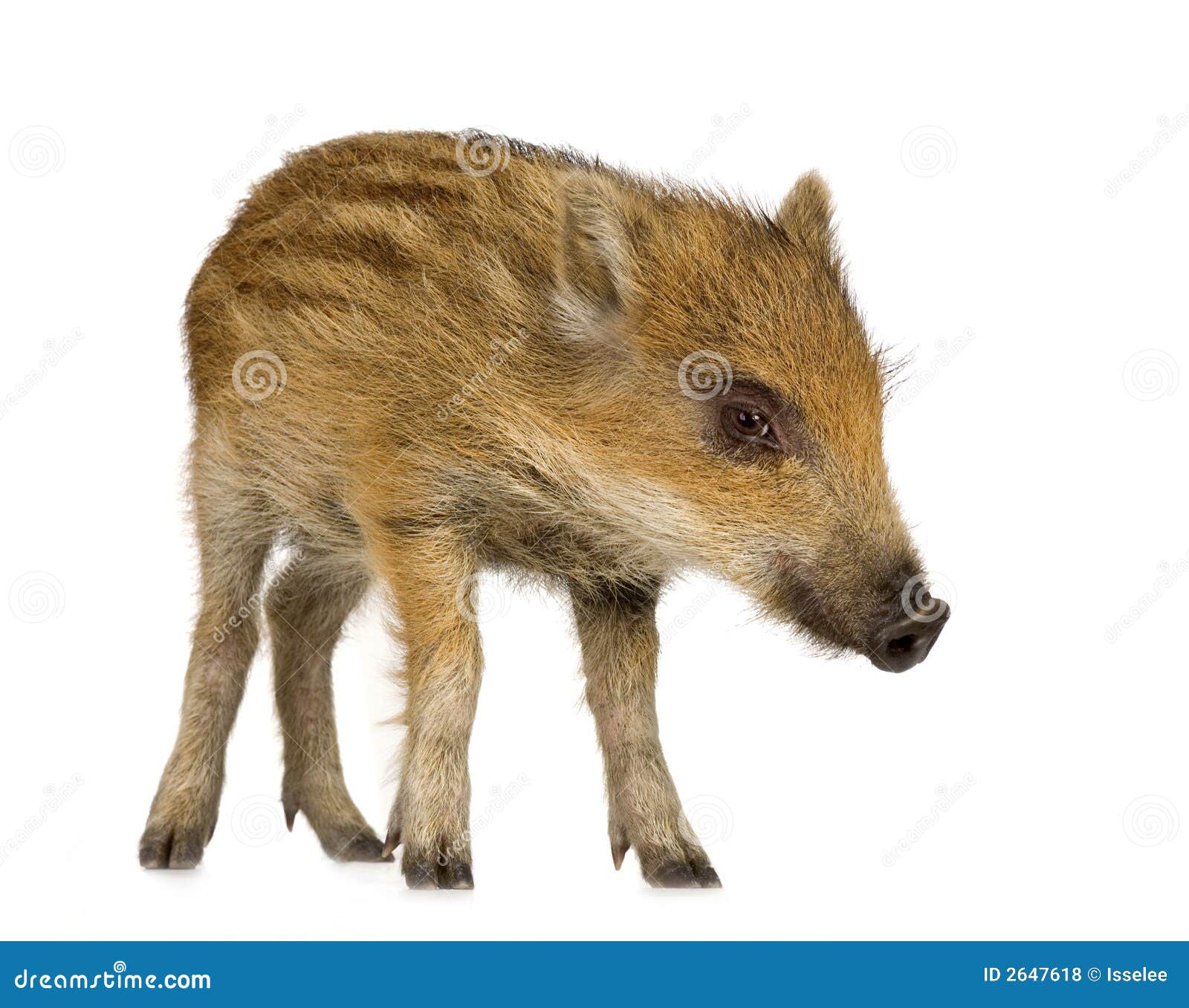 Young wild boar stock photo. Image of sniff, small, farm - 2647618