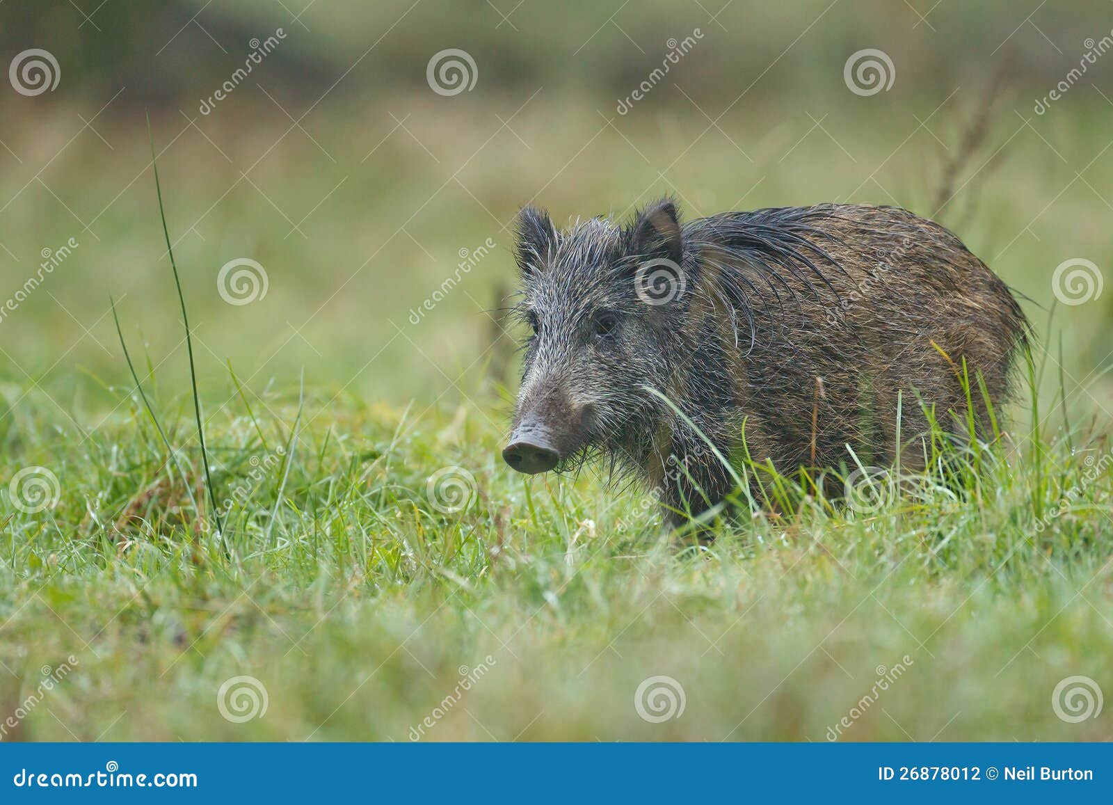 Young wild boar stock photo. Image of snow, scrofa, tusk - 26878012