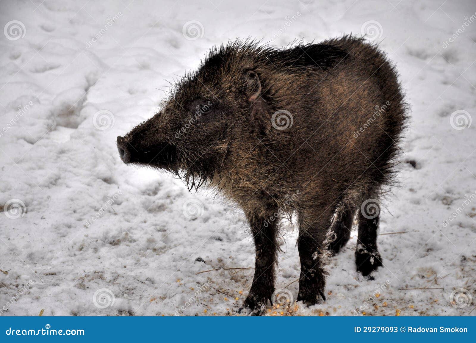Young wild boar stock image. Image of milk, natural, baby - 29279093