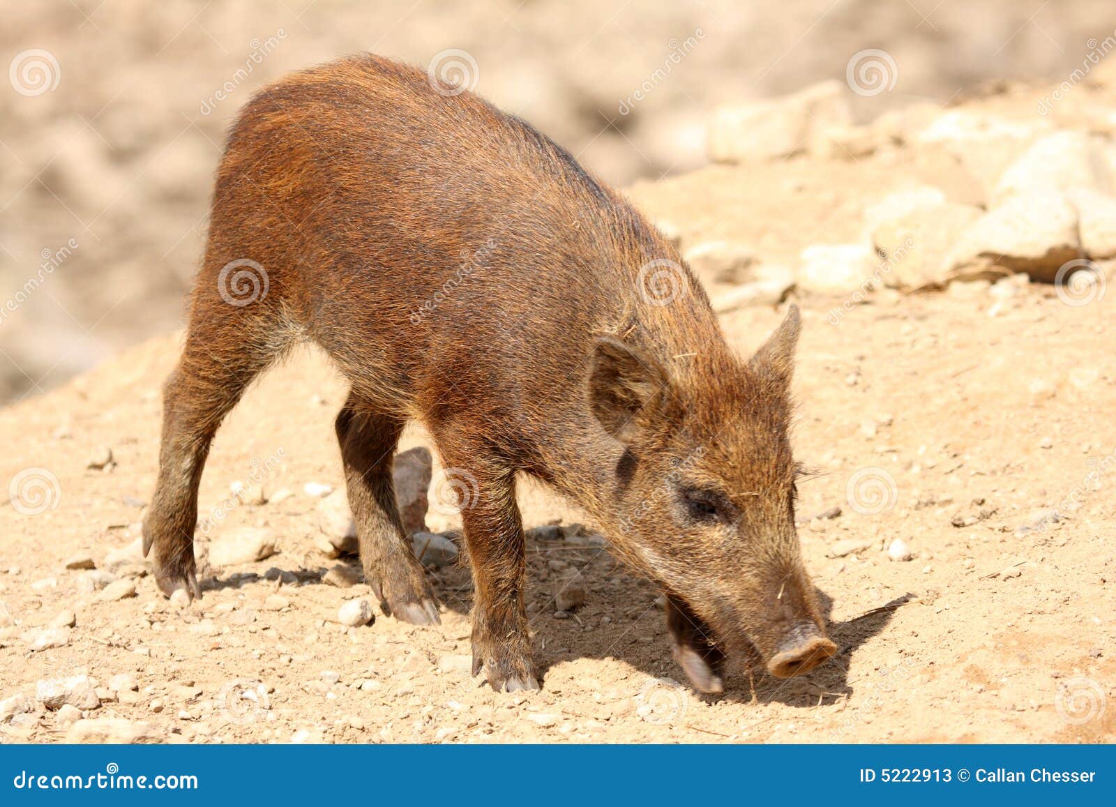 Young Wild Boar stock image. Image of scotland, pork, tusks - 5222913