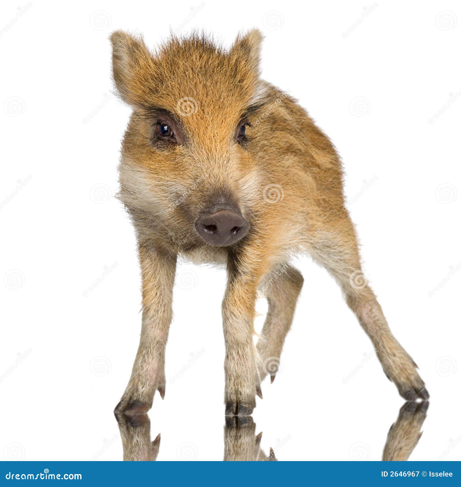 Young Wild Boar Eating Human Food. Royalty-Free Stock Image ...