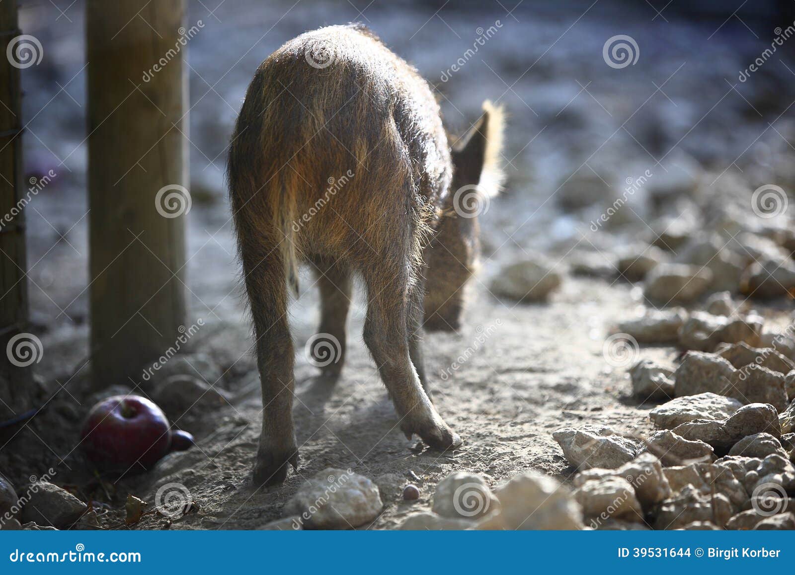 Young wild boar stock photo. Image of breeders, sand - 39531644