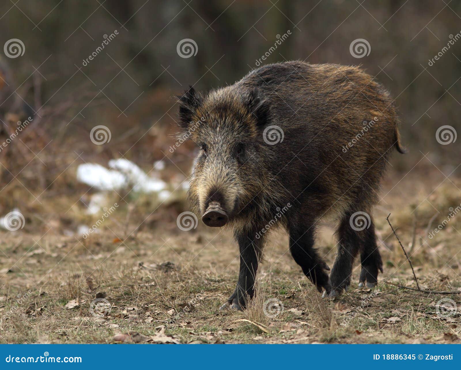 Young Wild Boar Face To Face Stock Image - Image of head, snow: 18886345
