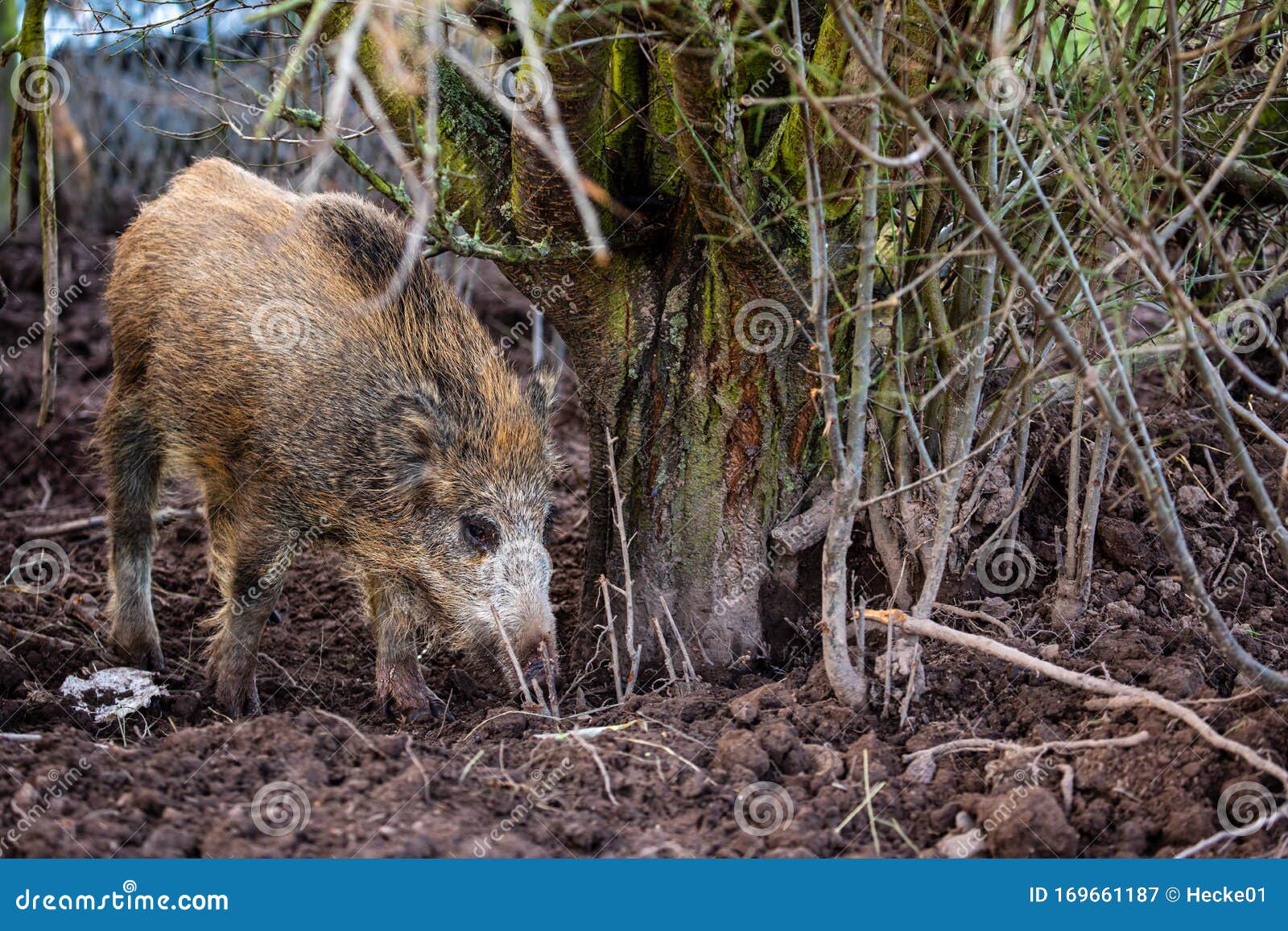 Young Wild Boar in the Forest Stock Image - Image of young, peccary ...