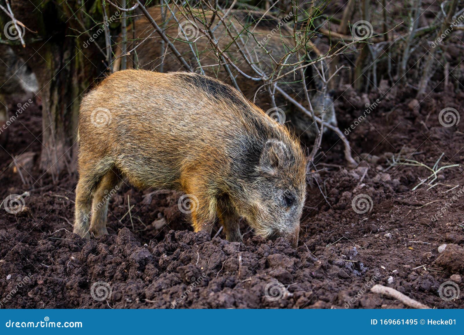 Young Wild Boar in the Forest Stock Image - Image of boar, warthog ...