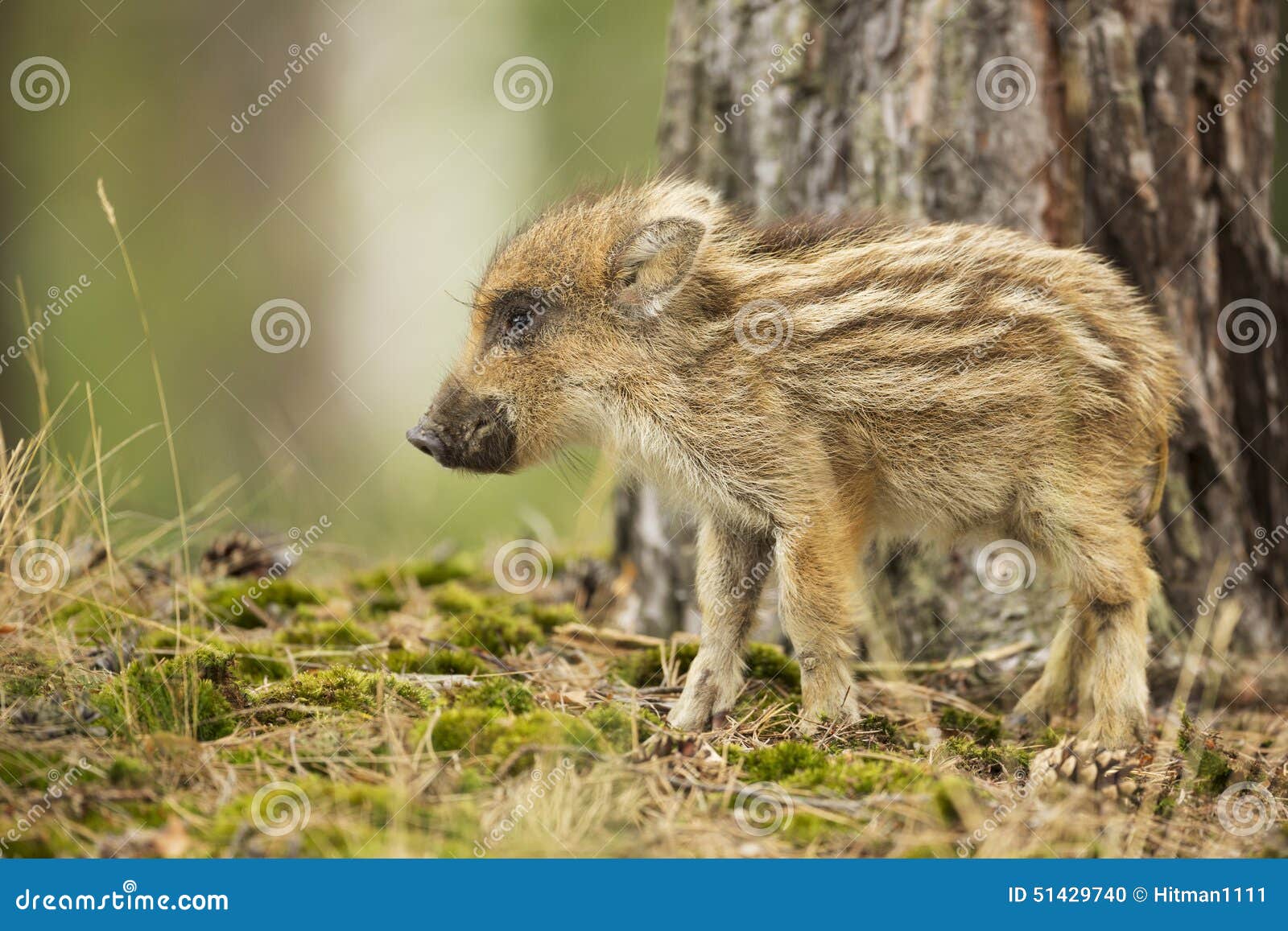 Young wild boar stock photo. Image of grass, animal, snout - 51429740