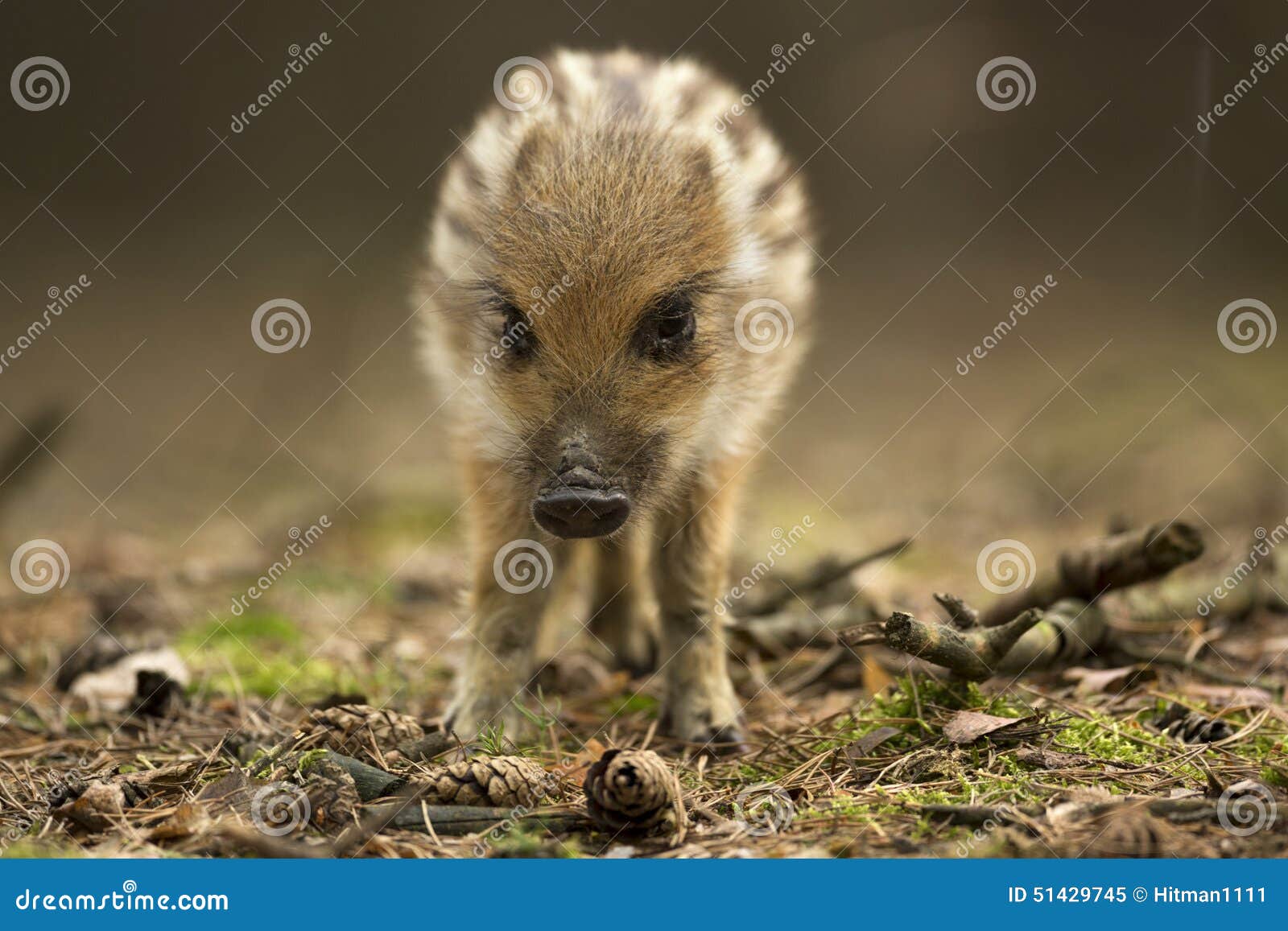 Young wild boar stock image. Image of grass, wild, tail - 51429745
