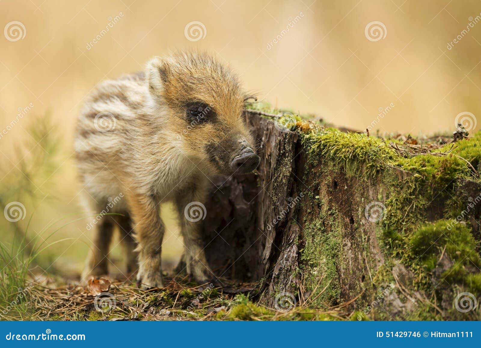 Young wild boar stock photo. Image of mammal, stripes - 51429746