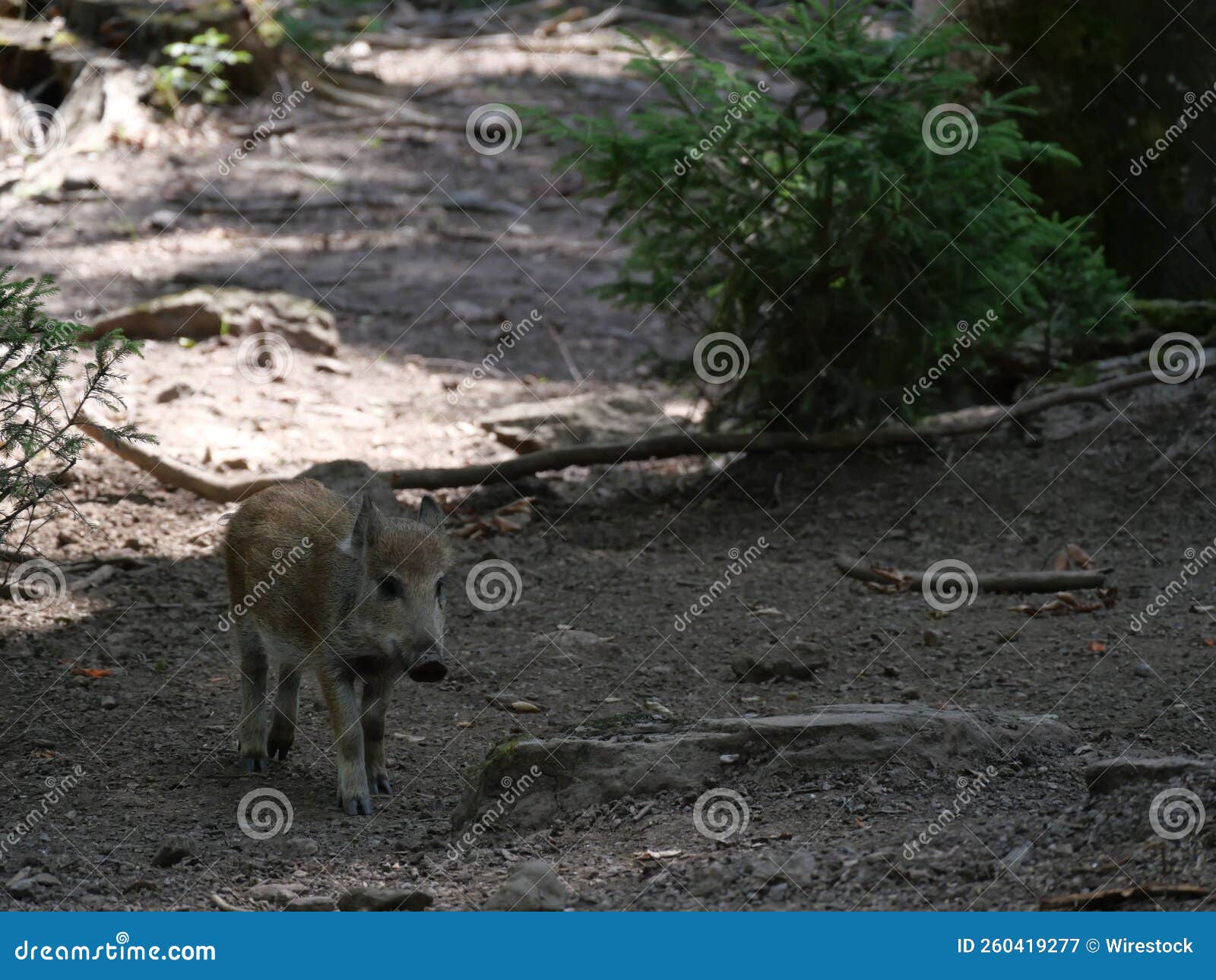 Young wild boar in Germany stock image. Image of wildlife - 260419277