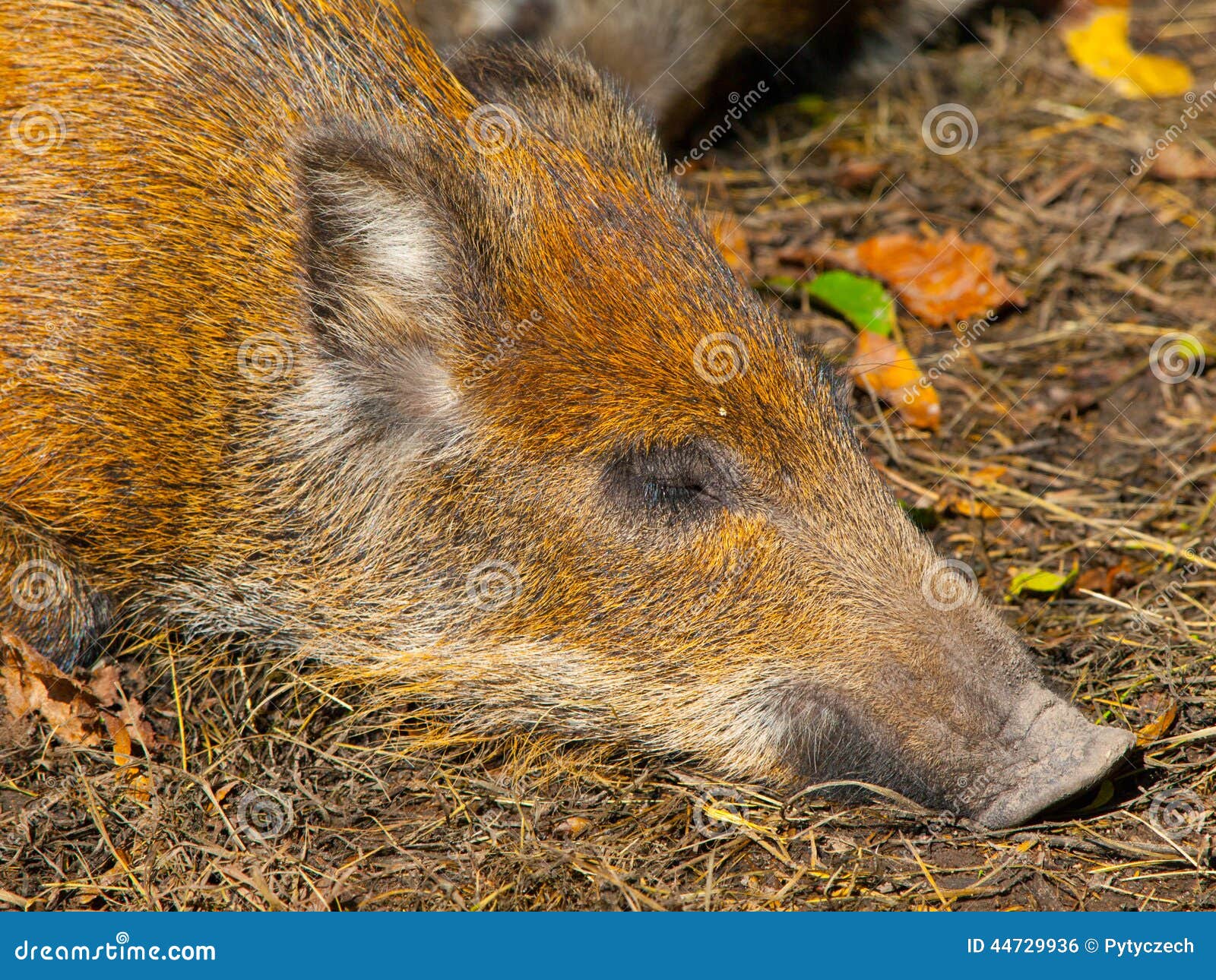 Young wild boar stock photo. Image of head, nature, forest - 44729936
