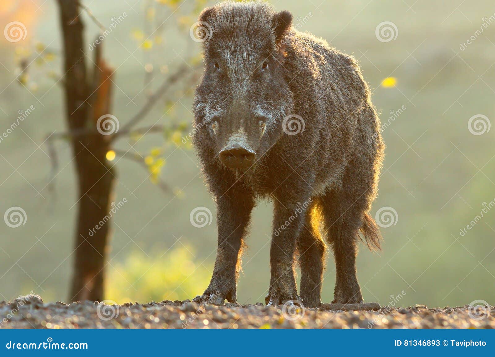 Young wild boar male stock image. Image of closeup, environment - 81346893