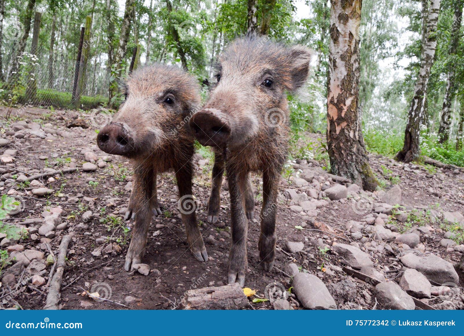 Young Wild Boar Eating Human Food Royalty Free Stock Image 84353392